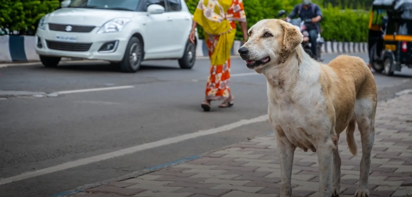 A Stray Problem | The India Forum